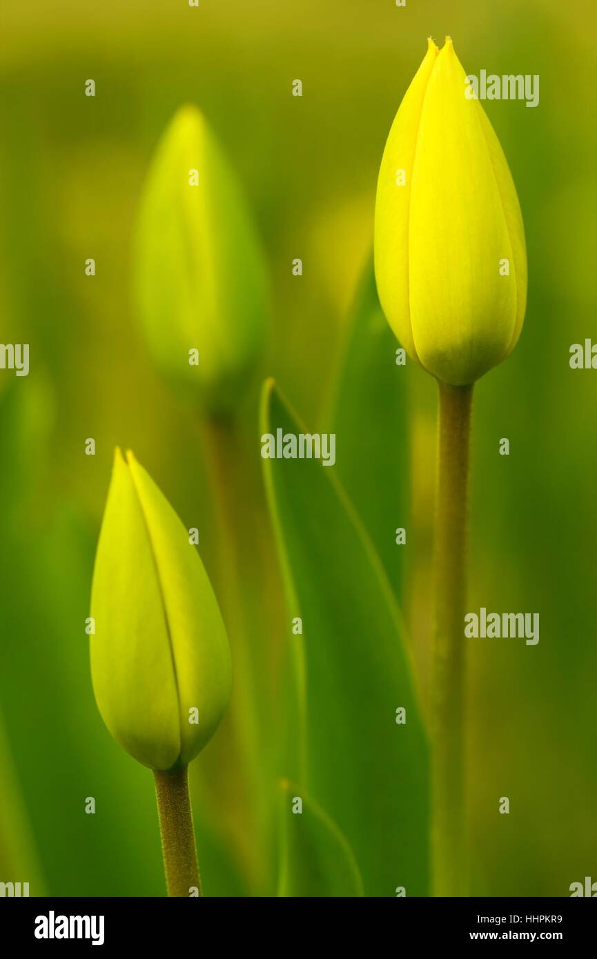 Unopened tulip flowers background Stock Photo - Alamy