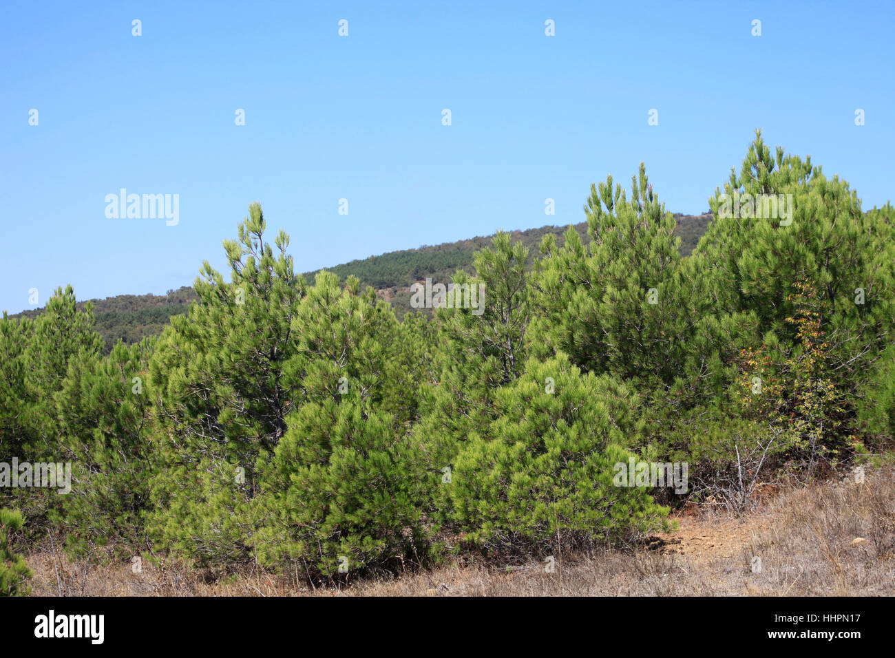 Tree Trees Plant Flora Vegetation Photosynthesis Nature Tree