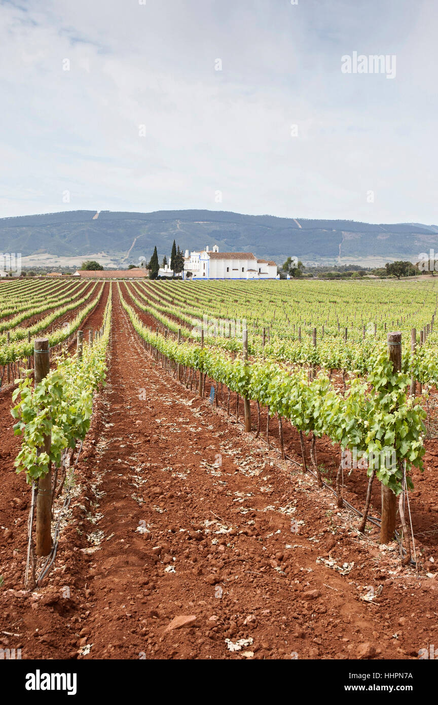 vineyard, spring, season, wineyard, landscape, scenery, countryside ...