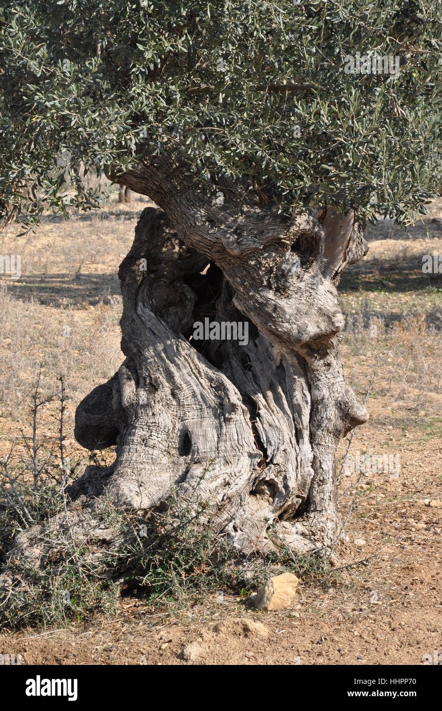 tree, mallorca, spain, south, mediterran, olive-tree, tree, trees ...