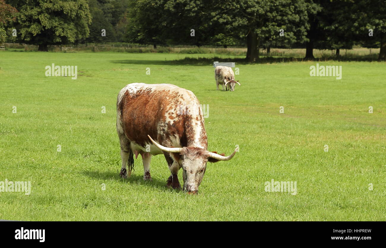 horn, cornets, cow, bovine, graze, milker, american, animal, mammal ...
