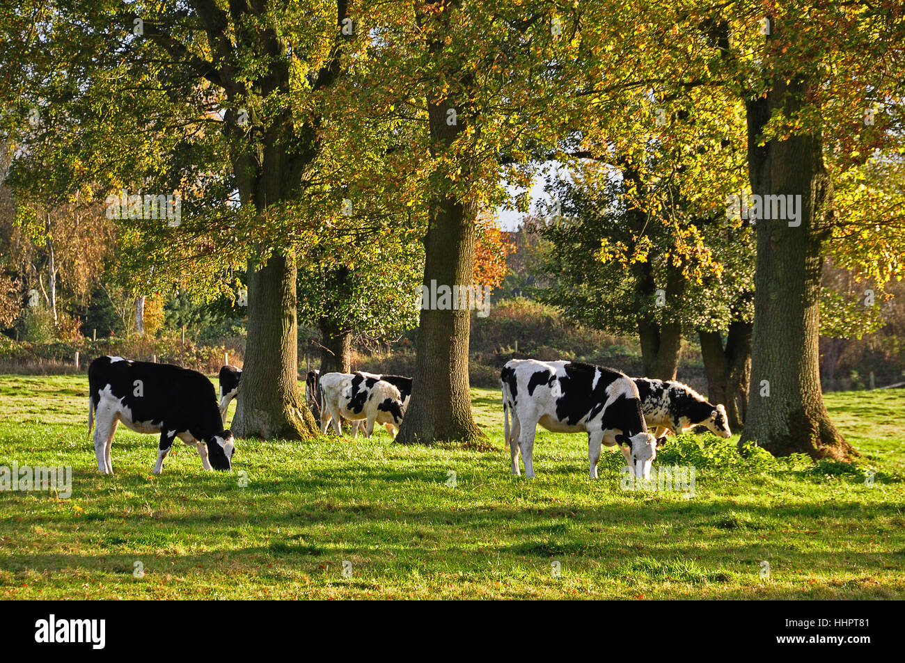 tree, trees, oak, cow, cows, meadow, scenery, countryside, nature ...