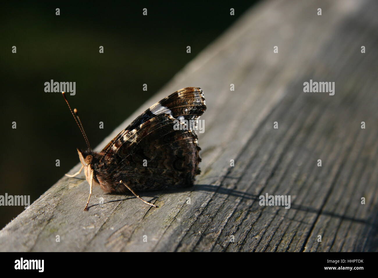 butterfly, eyes, wing, moth, landing place, shaddow, shadow, sunbathing ...
