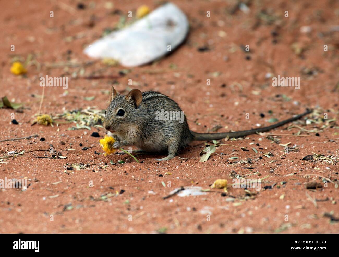 african striped mouse Stock Photo - Alamy