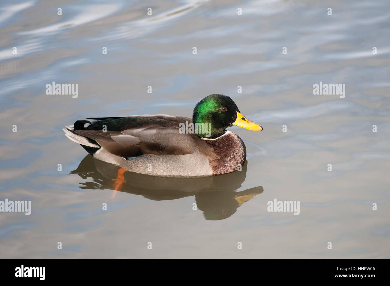 animal, male, masculine, reflection, duck, aquatic, beautiful ...