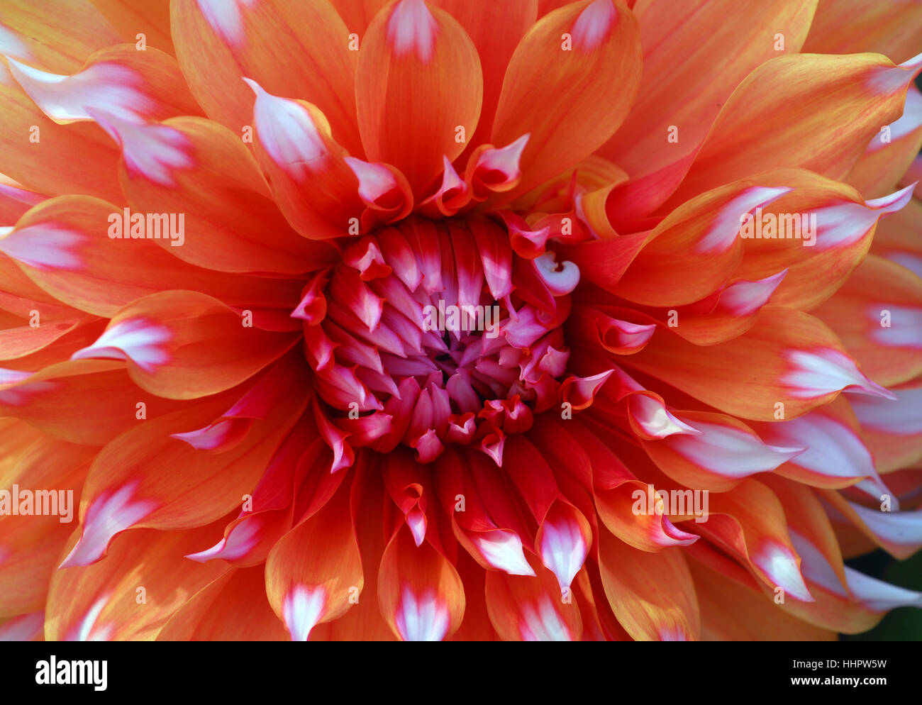 flower, plant, bloom, blossom, flourish, flourishing, nature, colour ...