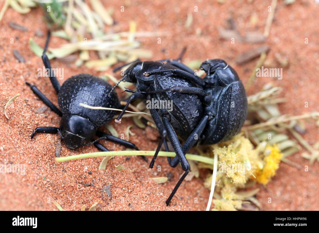Tok tokkie hi-res stock photography and images - Alamy