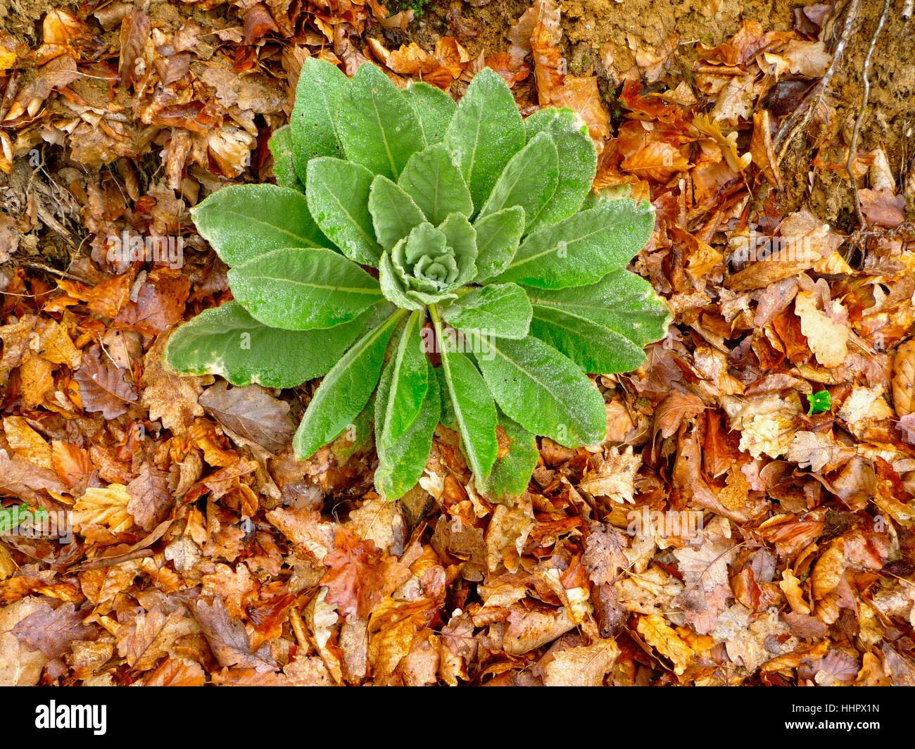 young mullein leaves in the previous year Stock Photo - Alamy