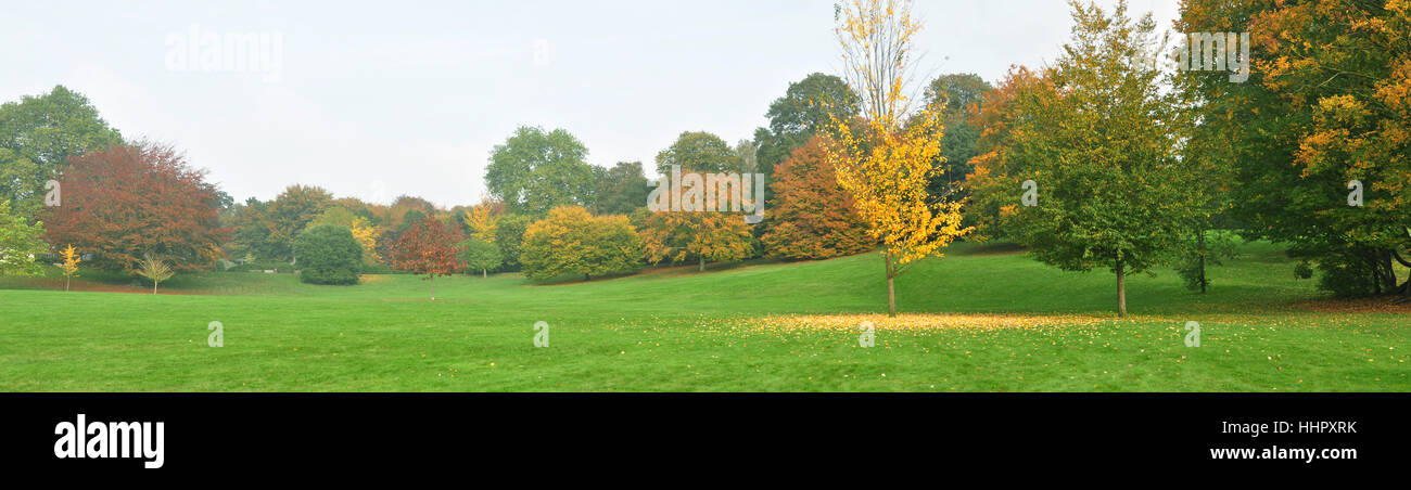 London garden tree hi-res stock photography and images - Alamy