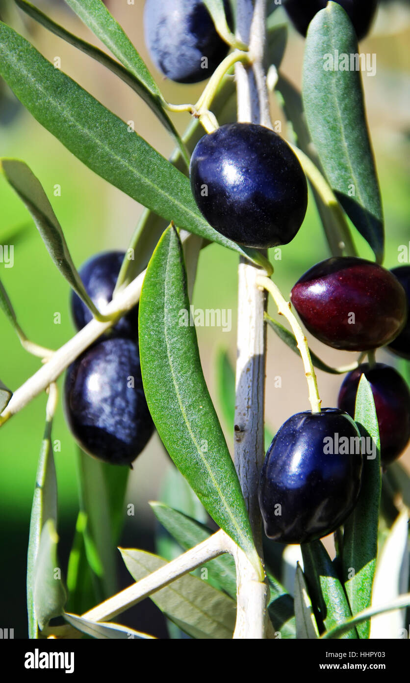 water, mediterranean, salt water, sea, ocean, olive, nutrient, oil ...