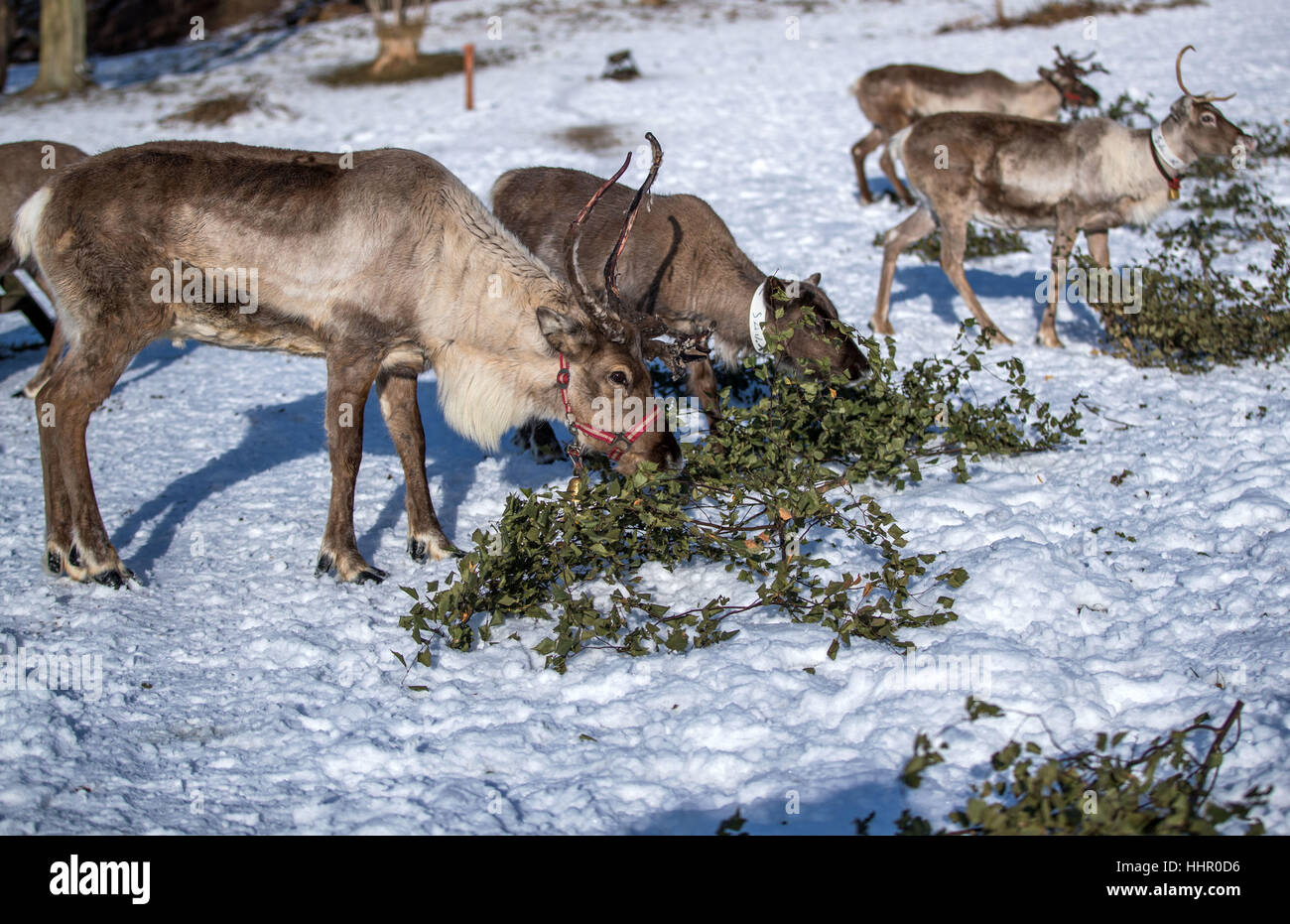 Breeding animals being bred hi-res stock photography and images - Alamy