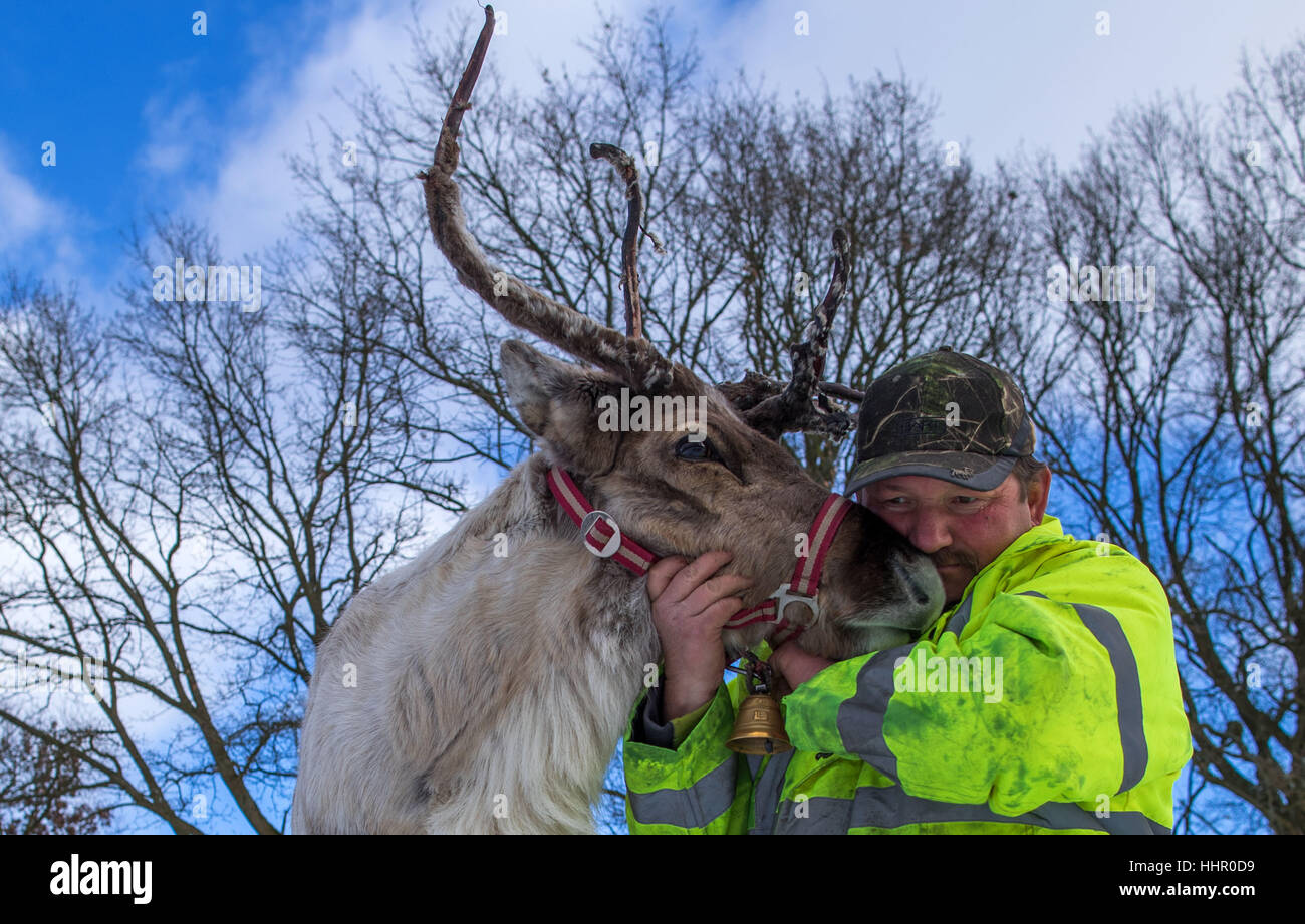 Reindeer breeder Andreas Hoffmann pets the reindeer 'Lars' in one of ...