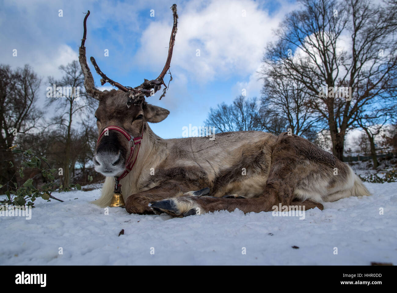 A reindeer lies in sunny winter weather in one of the enclosures at the ...