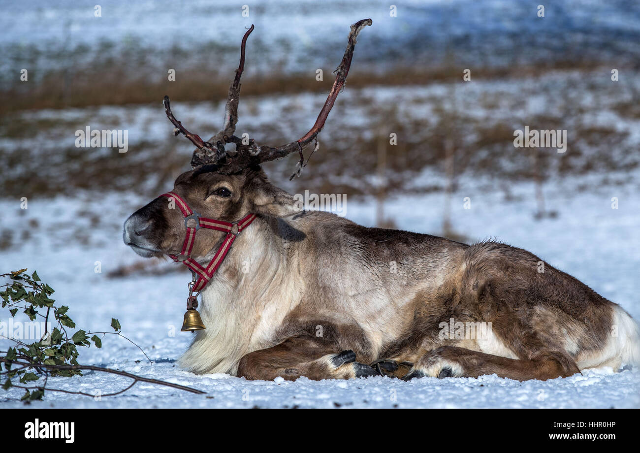 Wesenberg, Germany. 16th Jan, 2017. A reindeer lies in one of the ...