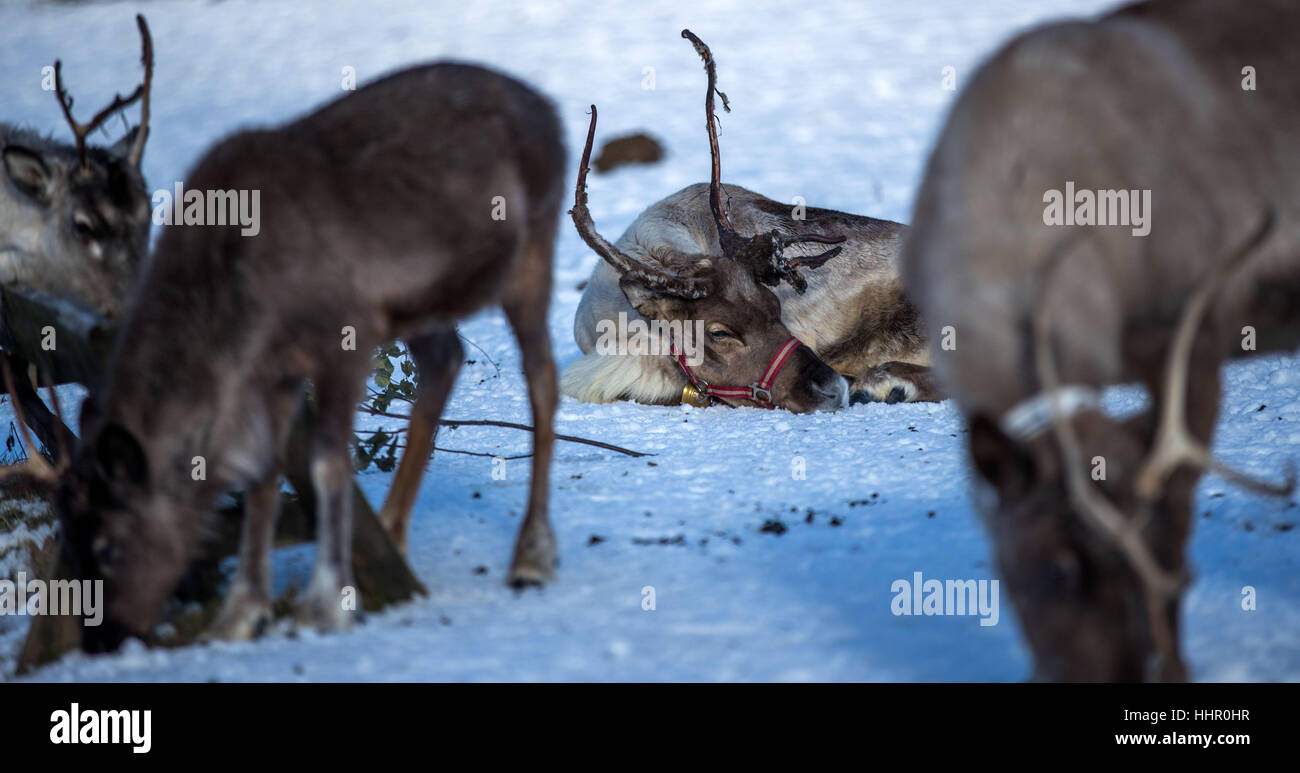 A reindeer lies in sunny winter weather in one of the enclosures at the ...