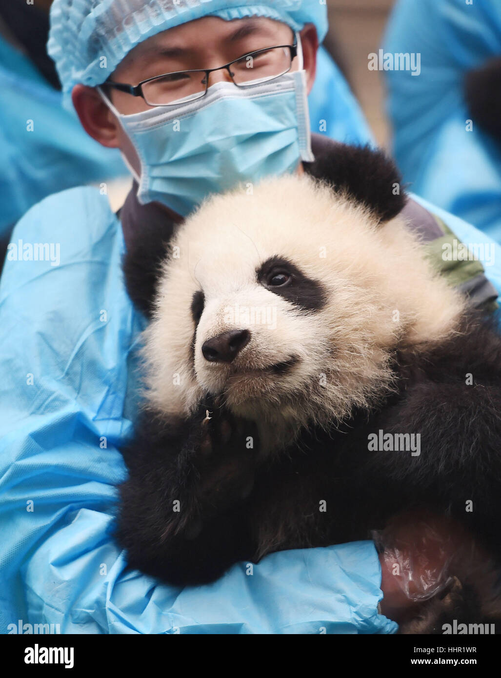 Chengdu, China's Sichuan Province. 20th Jan, 2017. A giant panda cub and its keeper attend an ...