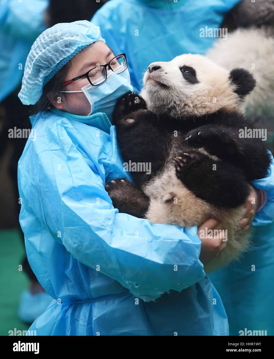 Chengdu, China's Sichuan Province. 20th Jan, 2017. A giant panda cub and its keeper attend an ...