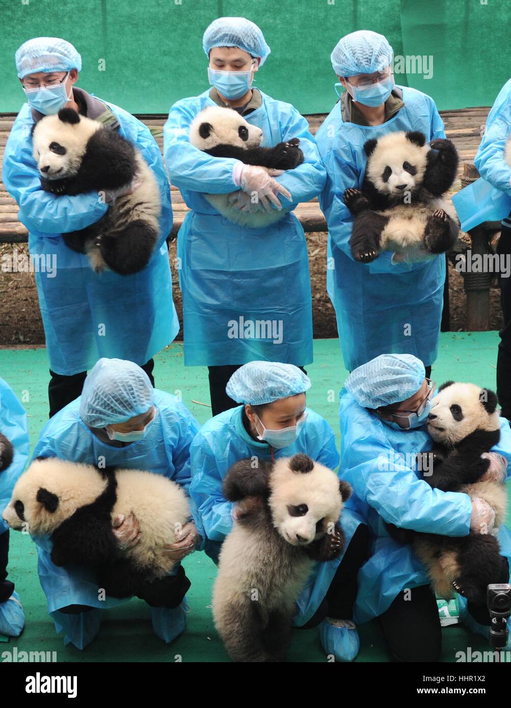 Chengdu, China's Sichuan Province. 20th Jan, 2017. Giant panda cubs and their keepers attend an ...