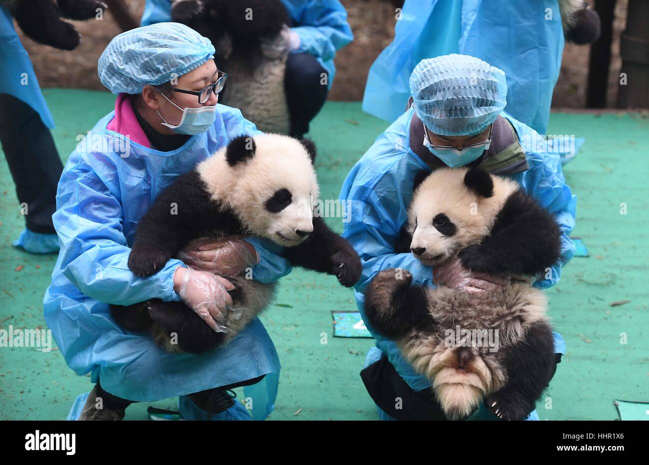 Chengdu, China's Sichuan Province. 20th Jan, 2017. Giant panda cubs and ...