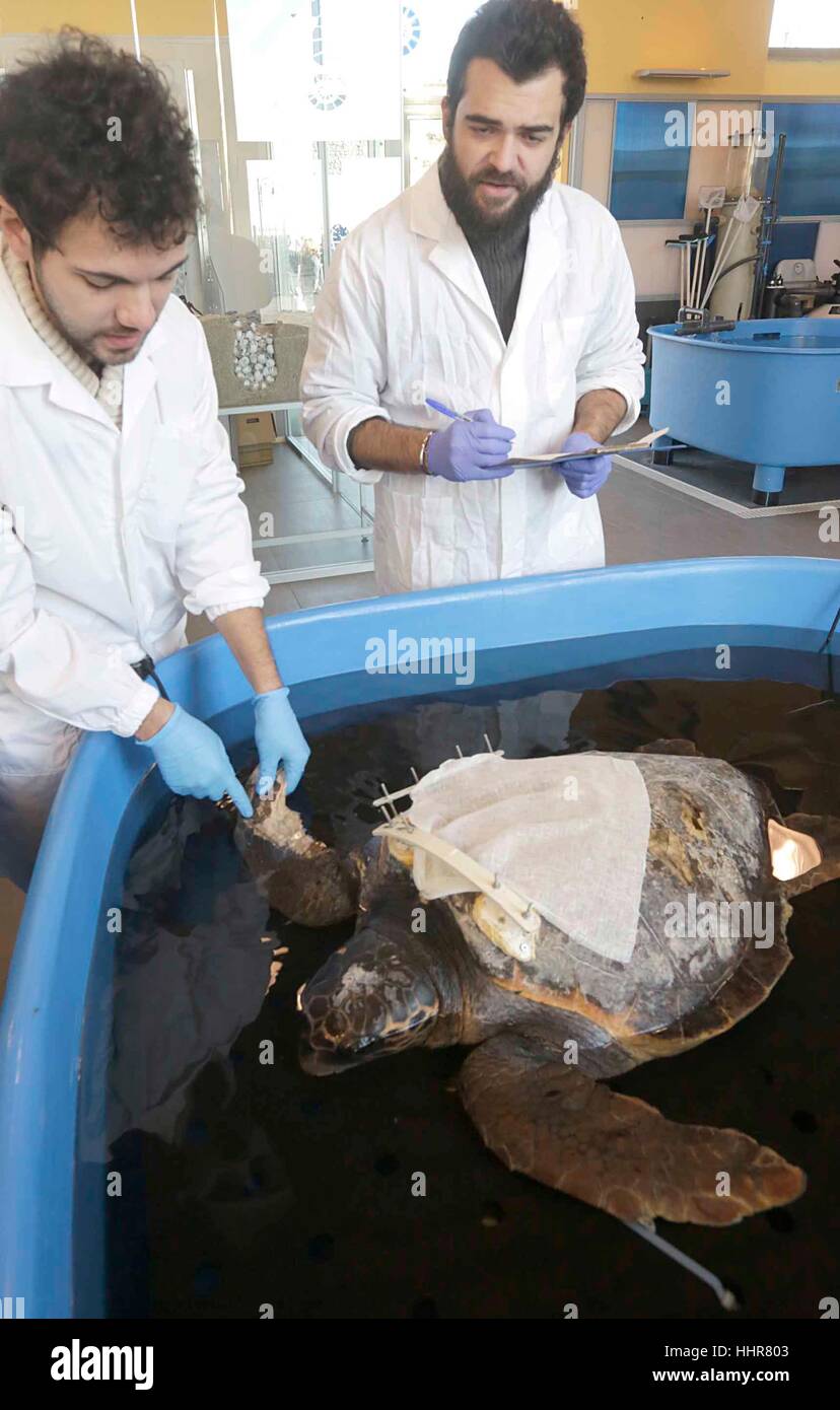 Portici, Italy. 20th Jan, 2017. Mediterranean sea turtle research ...