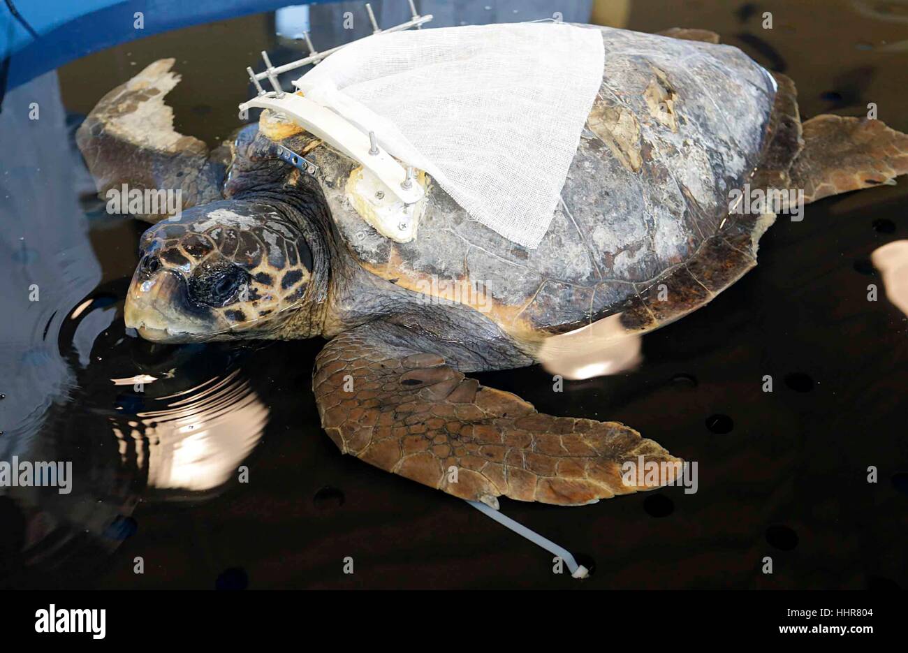 Portici, Italy. 20th Jan, 2017. Mediterranean sea turtle research ...