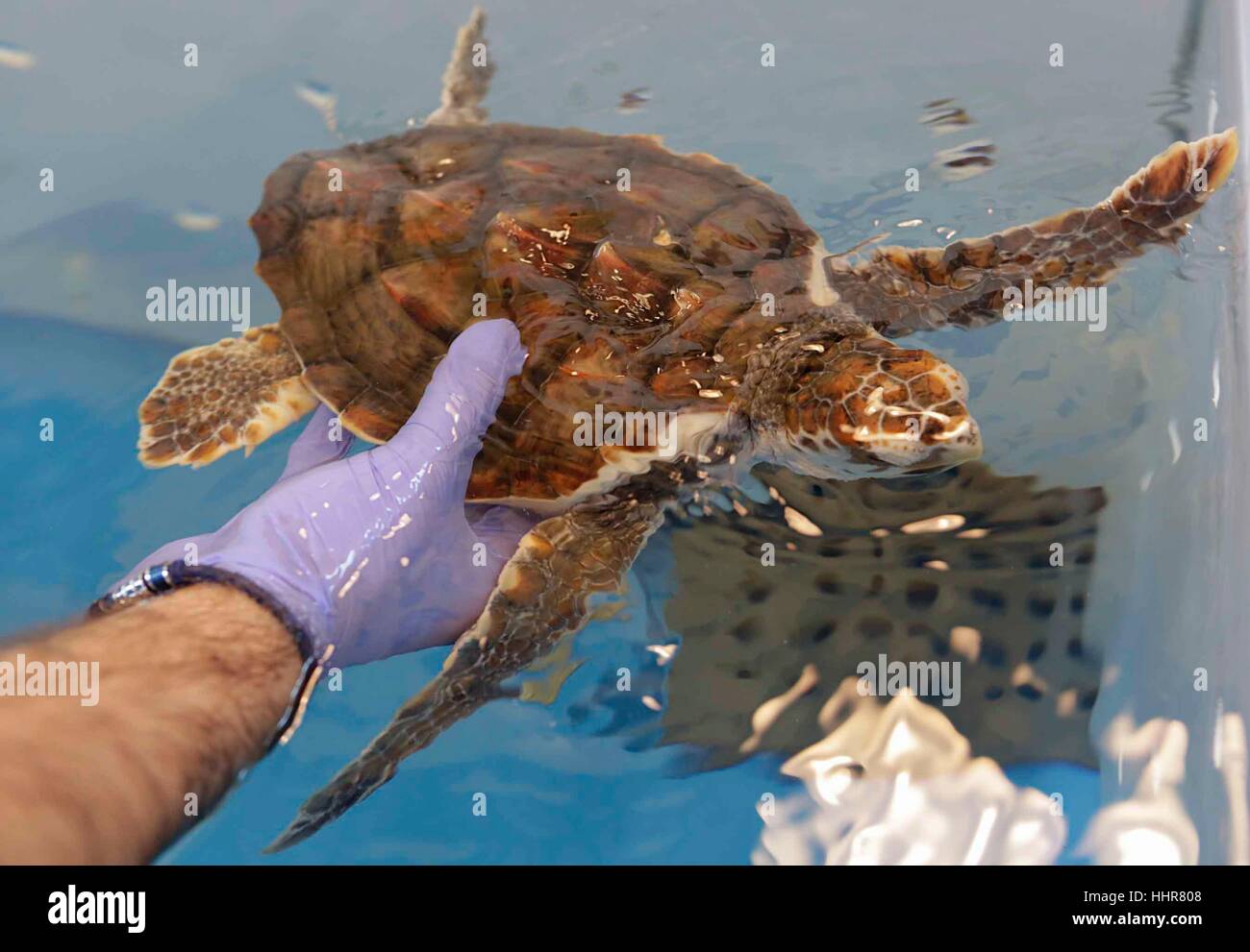 Turtlr hi-res stock photography and images - Alamy