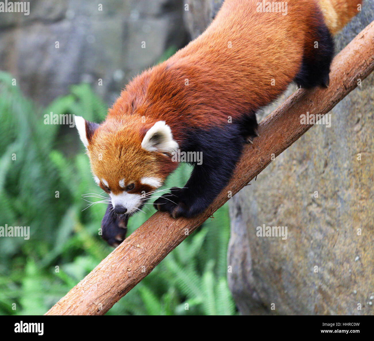 park, animal, pet, mammal, green, bear, asia, wild, leaves, india ...