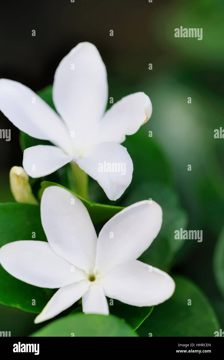 bushes, shrub, tree, trees, garden, bloom, blossom, flourish ...