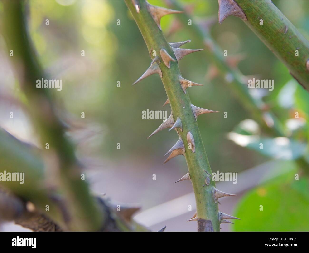 Pinch plant hi-res stock photography and images - Alamy