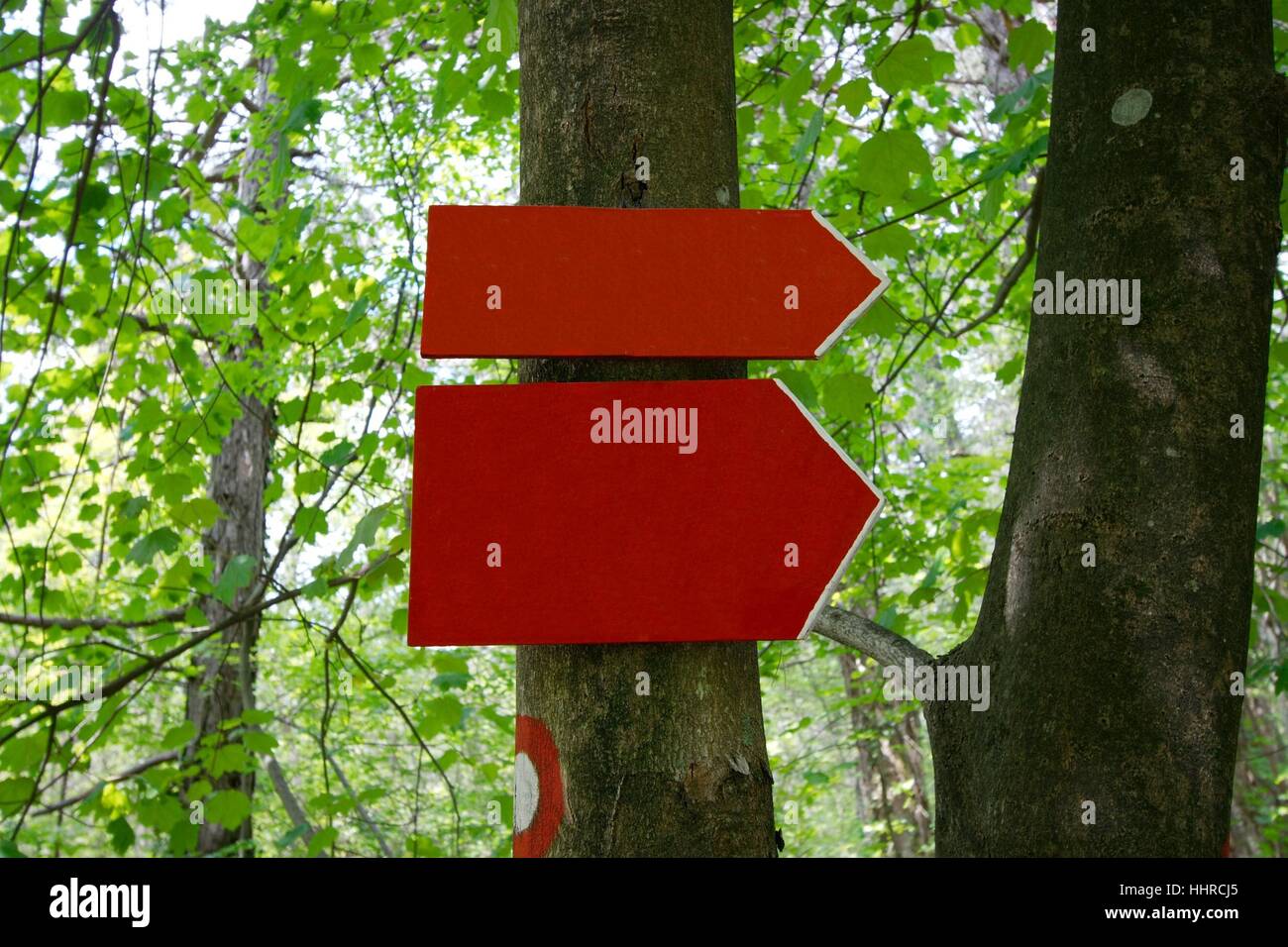 Blank sign showing the way in the forest Stock Photo - Alamy