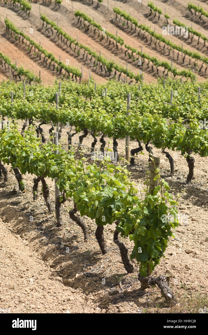 vineyard, spring, wineyard, sprout, bloom, blossom, flourish ...