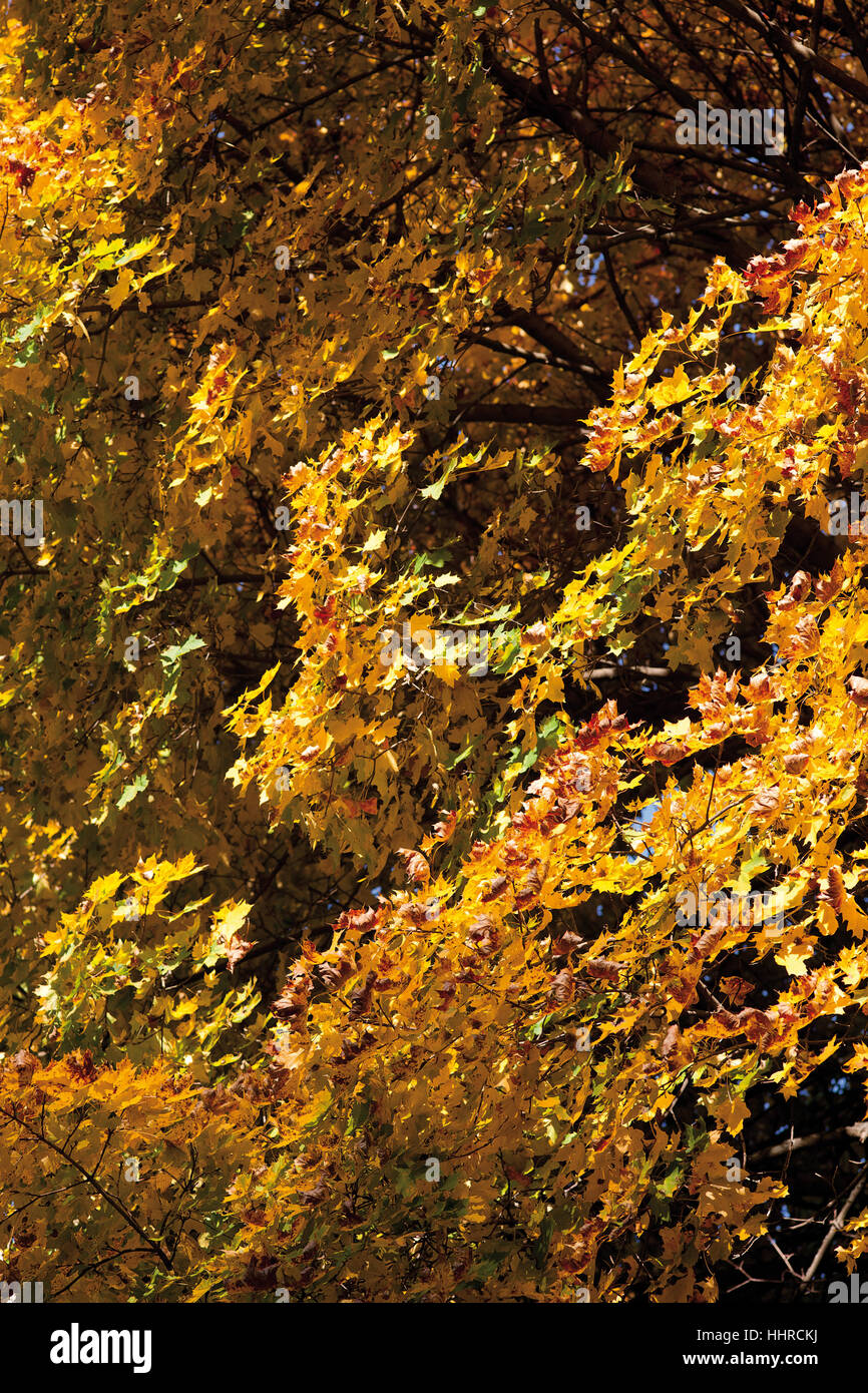 environment, enviroment, colour, closeup, tree, wood, leaves, botany ...