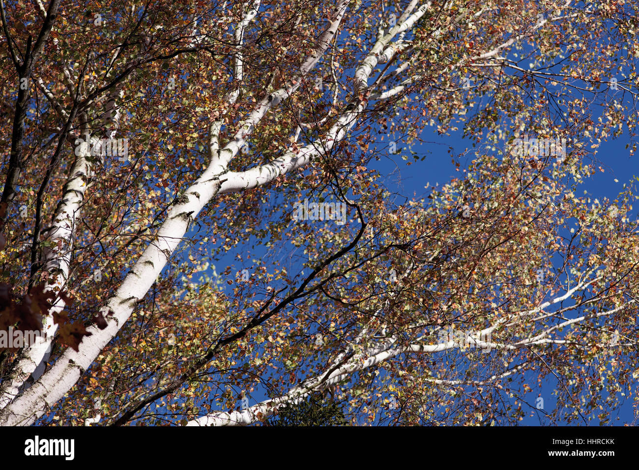 blue, environment, enviroment, colour, tree, wood, leaves, botany, look ...