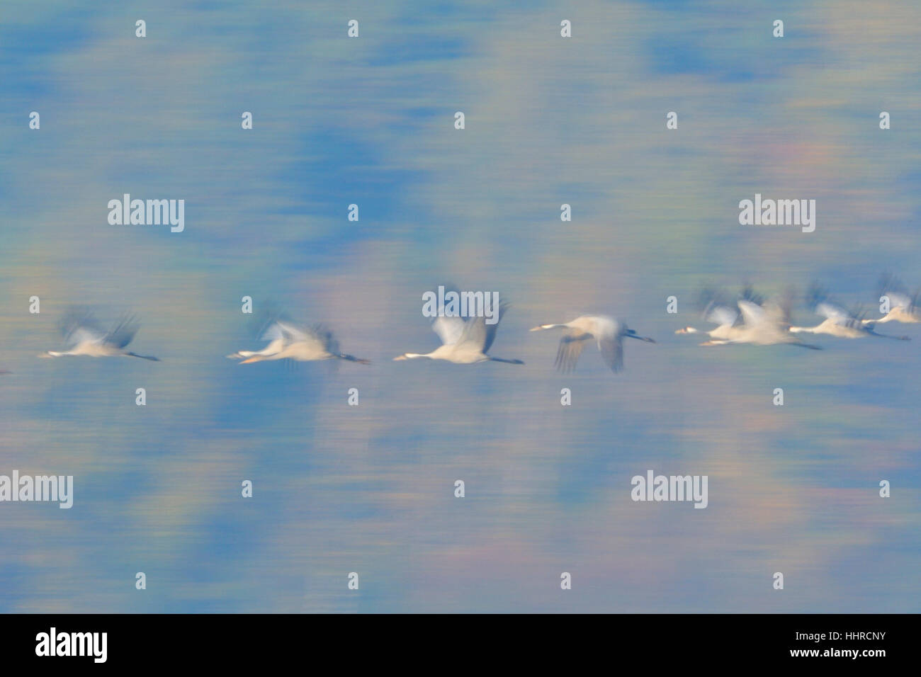 formation, swarm, school, crane, bird swarm, flight, animal, bird ...