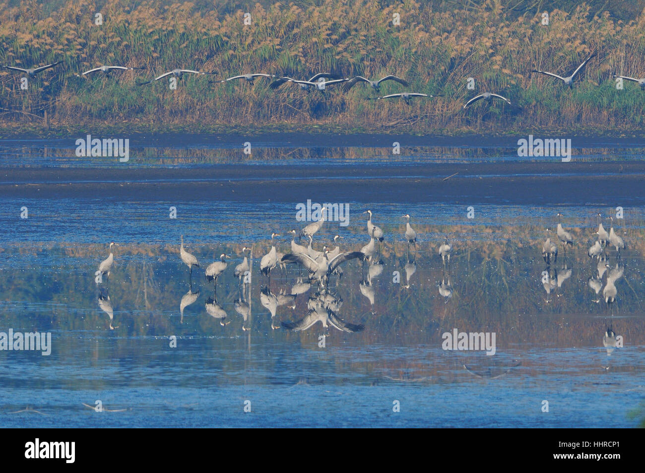 fresh water, pond, water, germany, german federal republic, fall ...