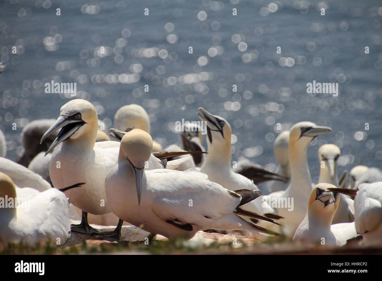 bird, water, north sea, salt water, sea, ocean, birds, brood, sandstone ...