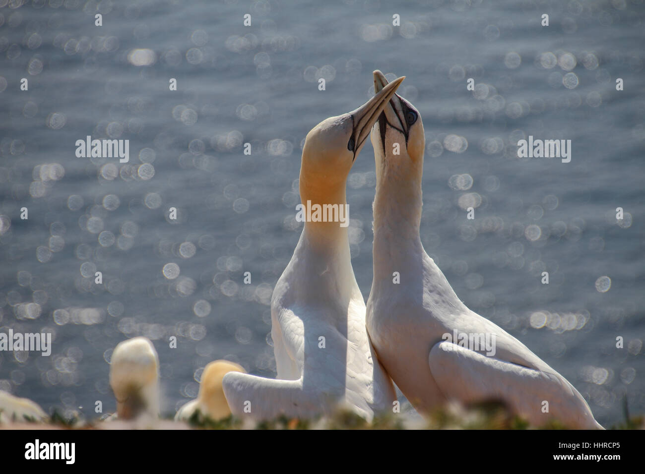 bird, water, north sea, salt water, sea, ocean, birds, brood, sandstone ...