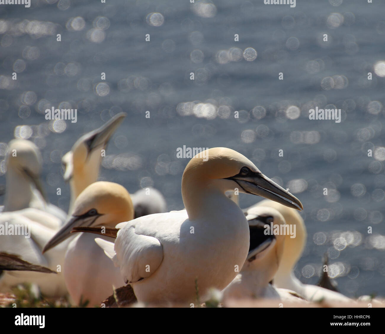bird, water, north sea, salt water, sea, ocean, birds, brood, sandstone ...