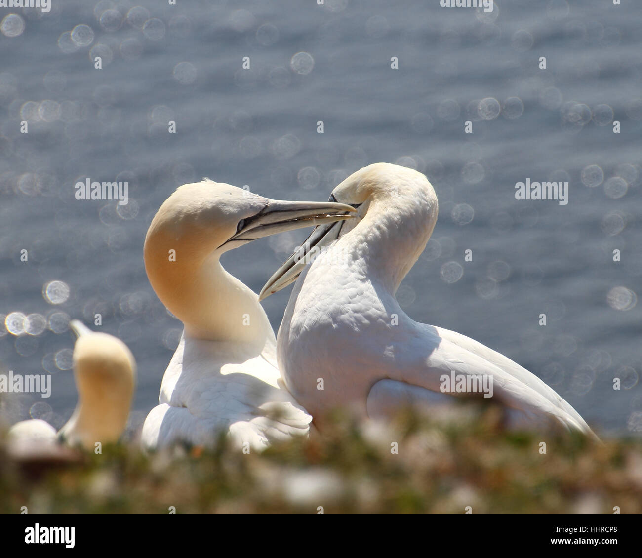 bird, water, north sea, salt water, sea, ocean, birds, brood, sandstone ...