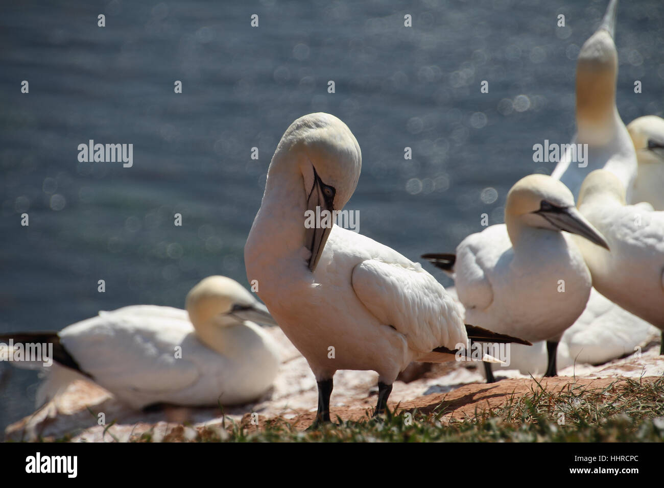 bird, water, north sea, salt water, sea, ocean, birds, brood, sandstone ...