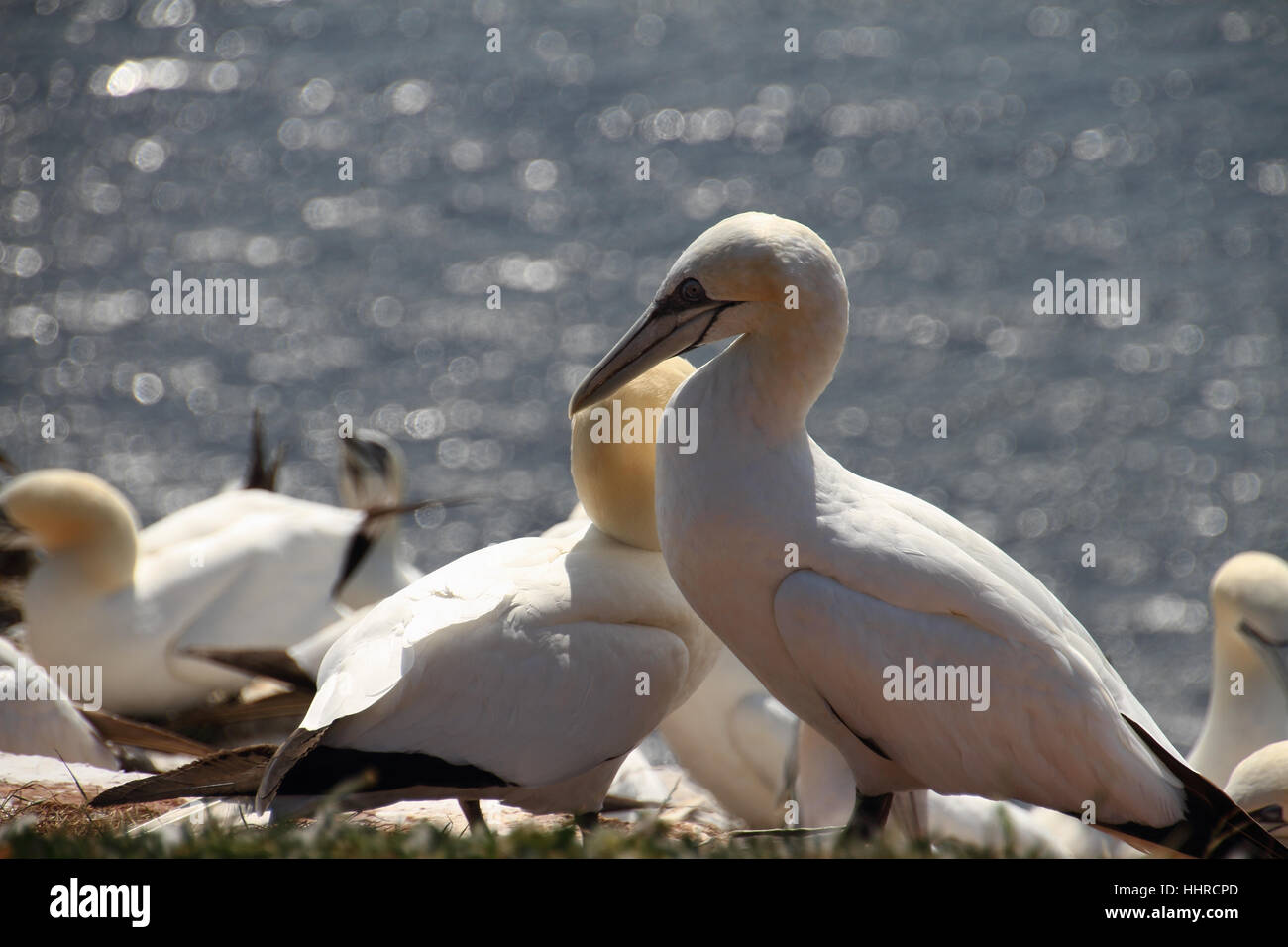 bird, water, north sea, salt water, sea, ocean, birds, brood, sandstone ...