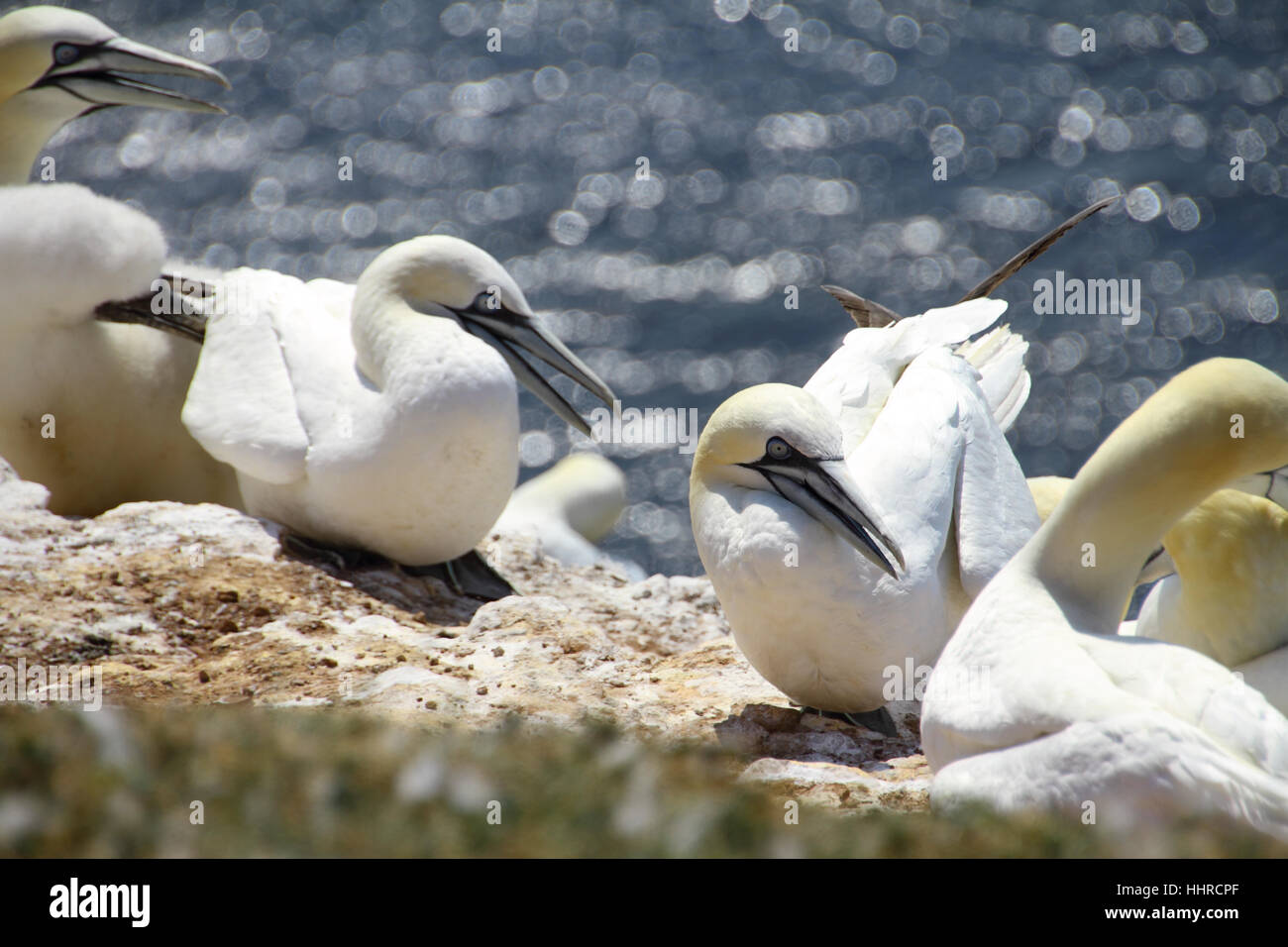 bird, water, north sea, salt water, sea, ocean, birds, brood, sandstone ...