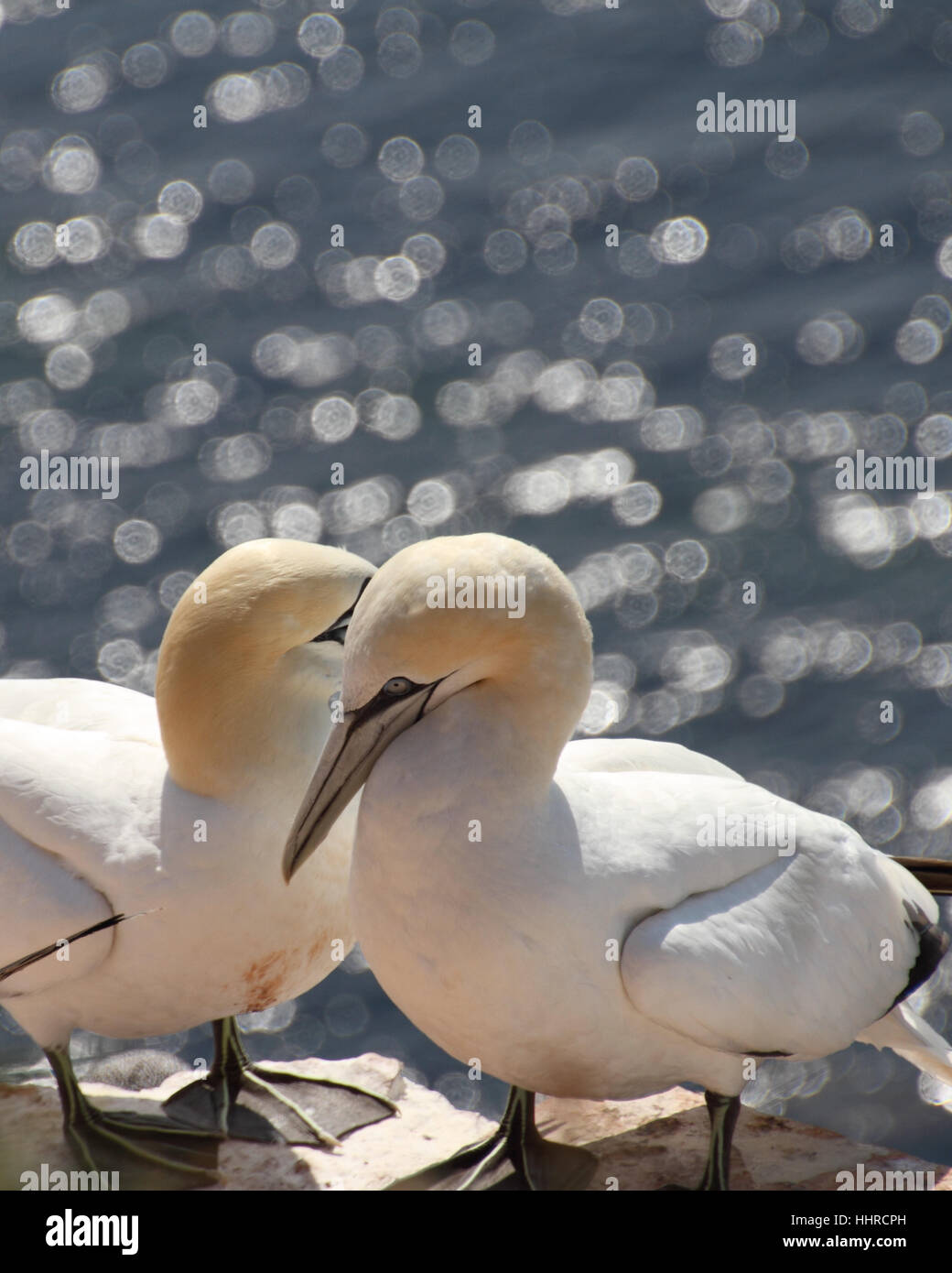 bird, water, north sea, salt water, sea, ocean, birds, brood, sandstone ...