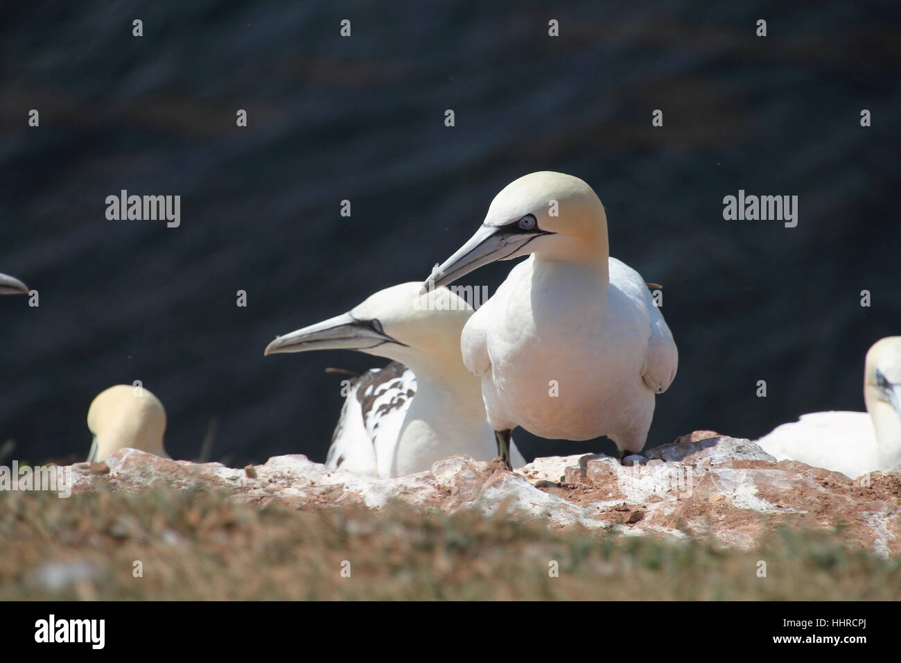 bird, water, north sea, salt water, sea, ocean, birds, brood, sandstone ...