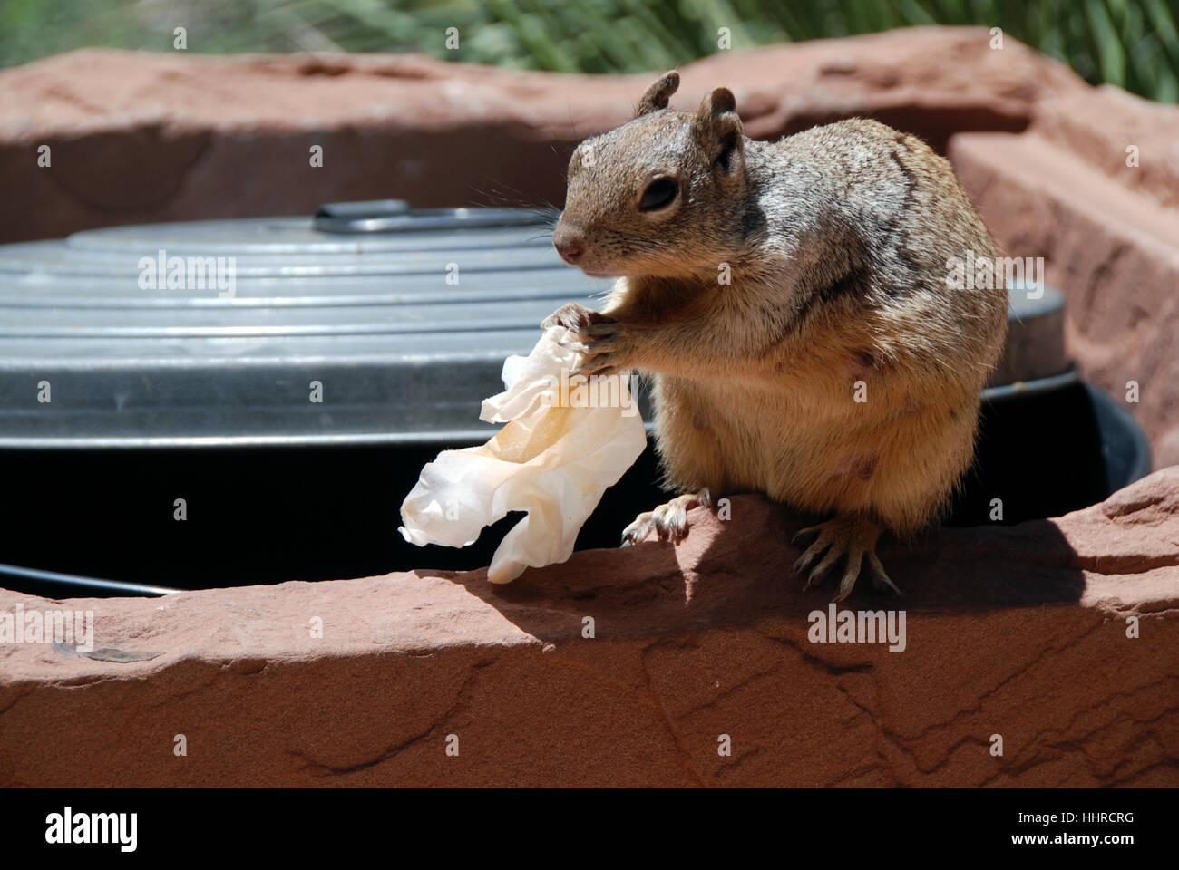 Trash squirrel mull refuse civilization hi-res stock photography and ...