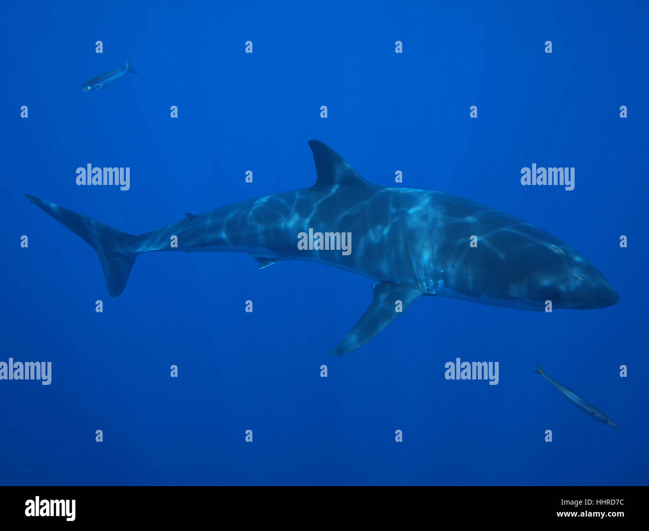 pacific, salt water, sea, ocean, water, dive, shark, whiter, sapiently ...