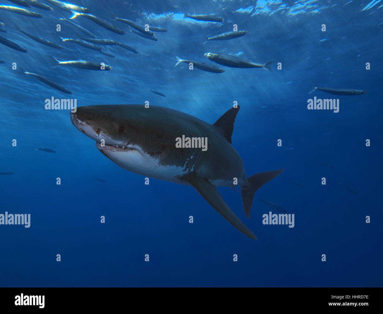 pacific, salt water, sea, ocean, water, dive, shark, whiter, sapiently ...