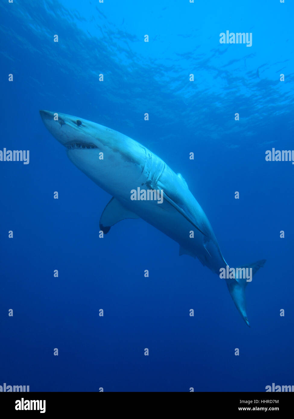 pacific, salt water, sea, ocean, water, dive, shark, whiter, sapiently ...