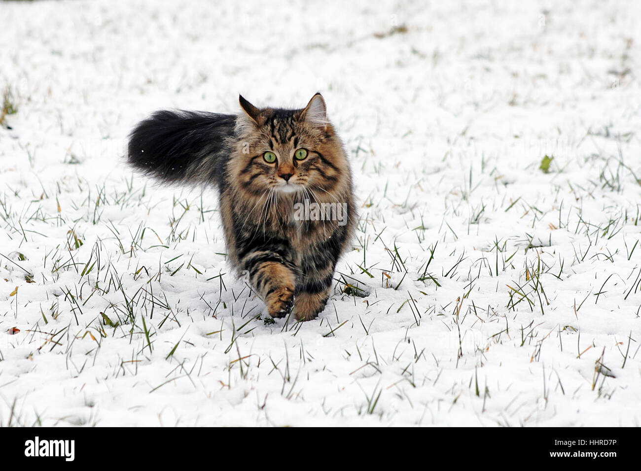 norwegian cat in snow Stock Photo - Alamy