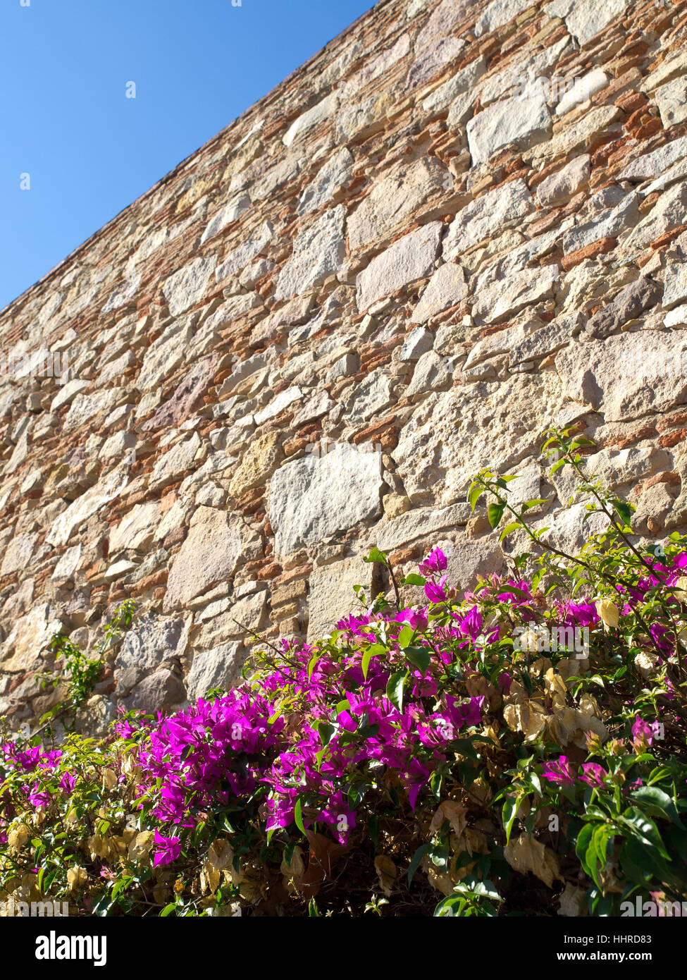 flower, plant, bloom, blossom, flourish, flourishing, wall, stones ...